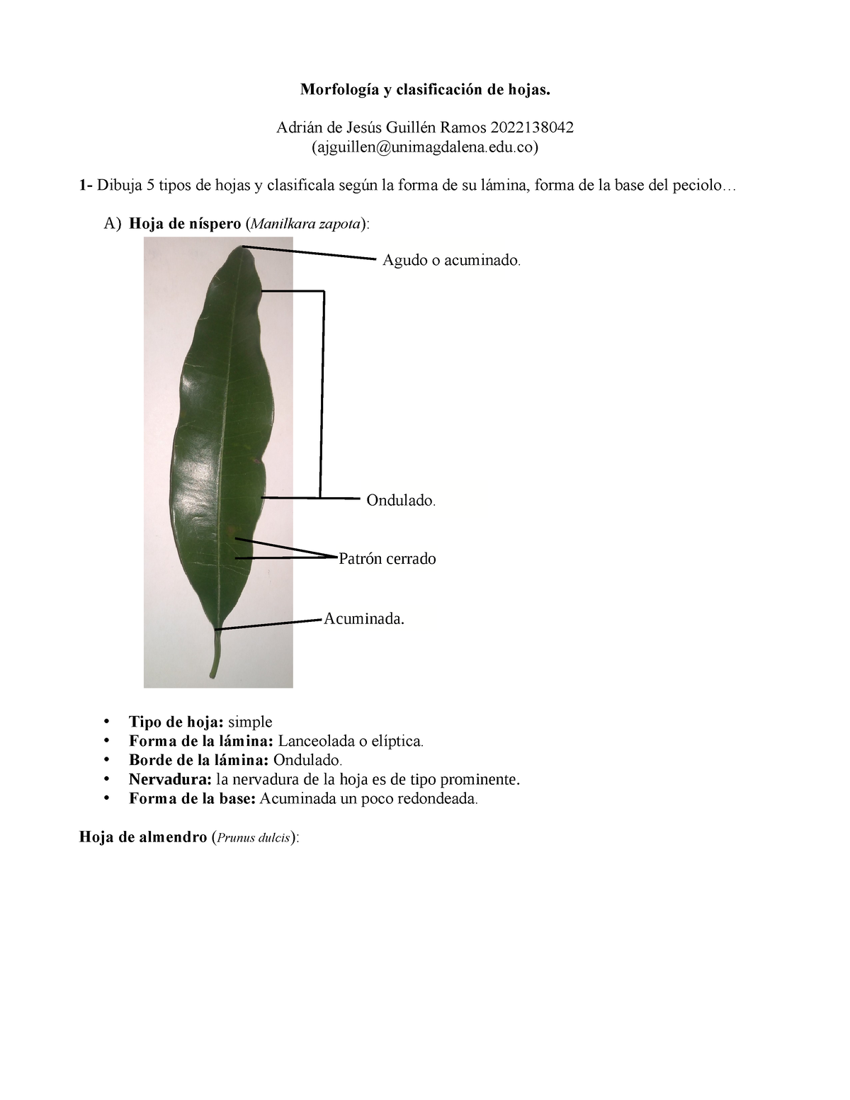 Tarea De Morfología En Este Documento Podrás Encontrar Información Y