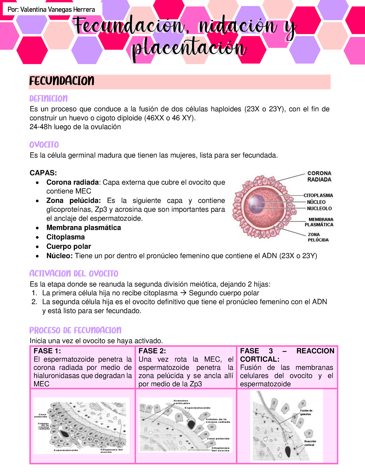 Fecundación Nidación Y Placentación FecundaciÓn DefiniciÓn Es Un