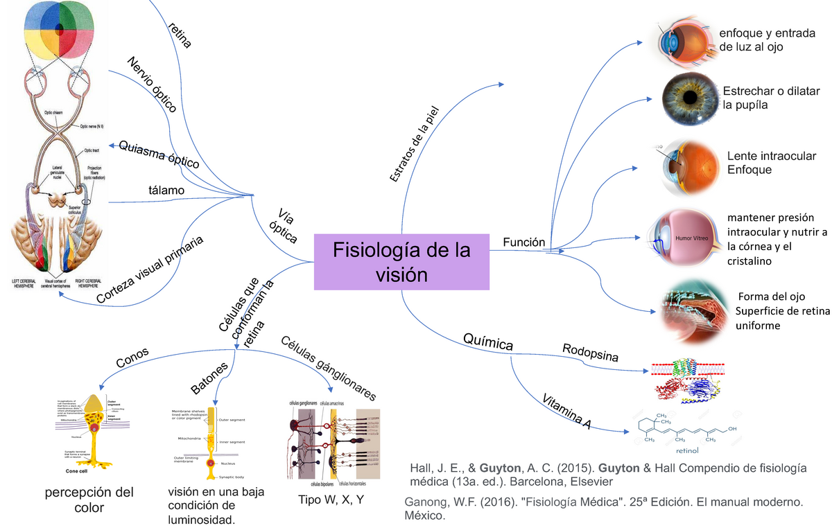 Mapa Mental Visão Pdf