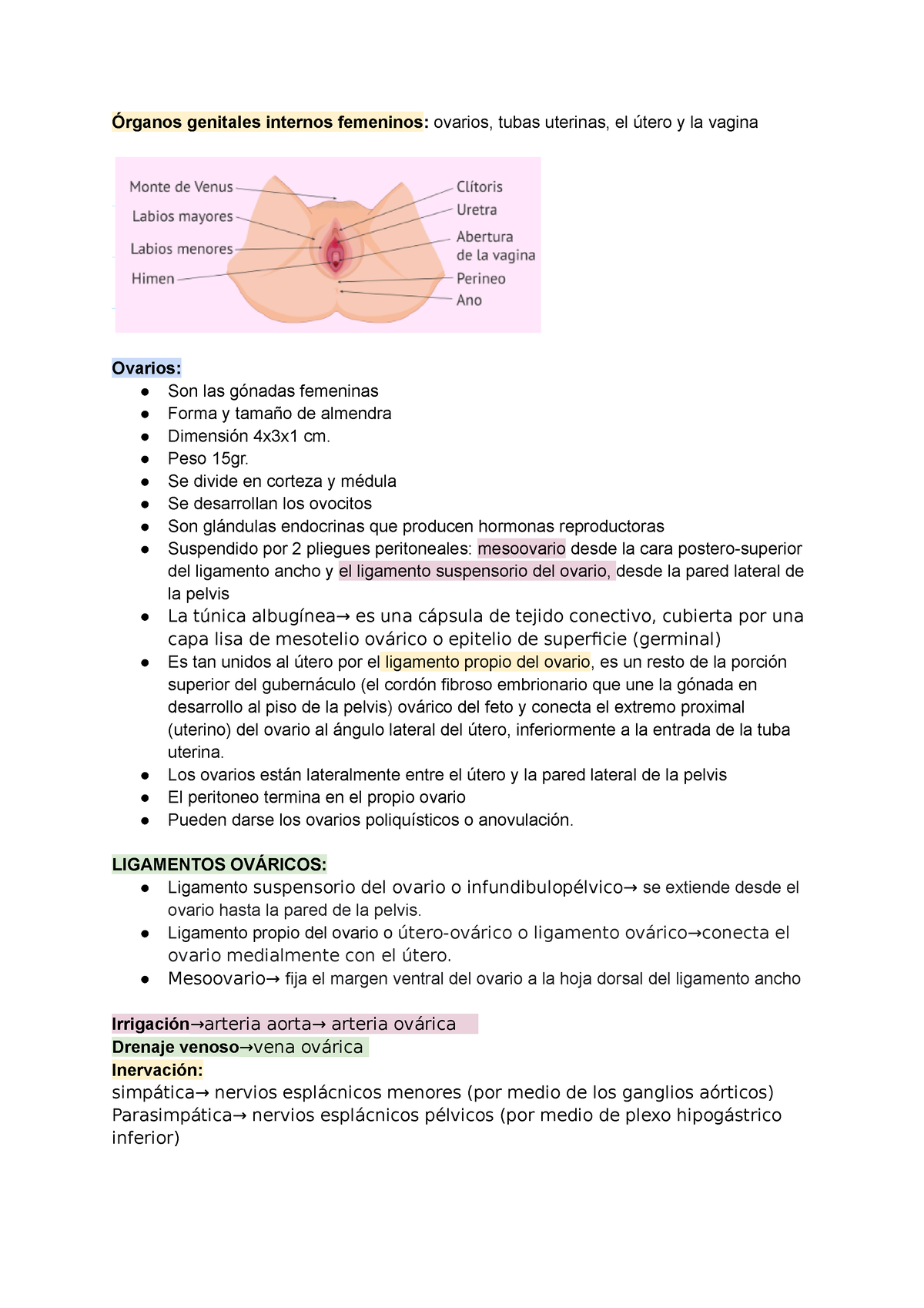 Anatomia Femenino Órganos Genitales Internos Femeninos Ovarios