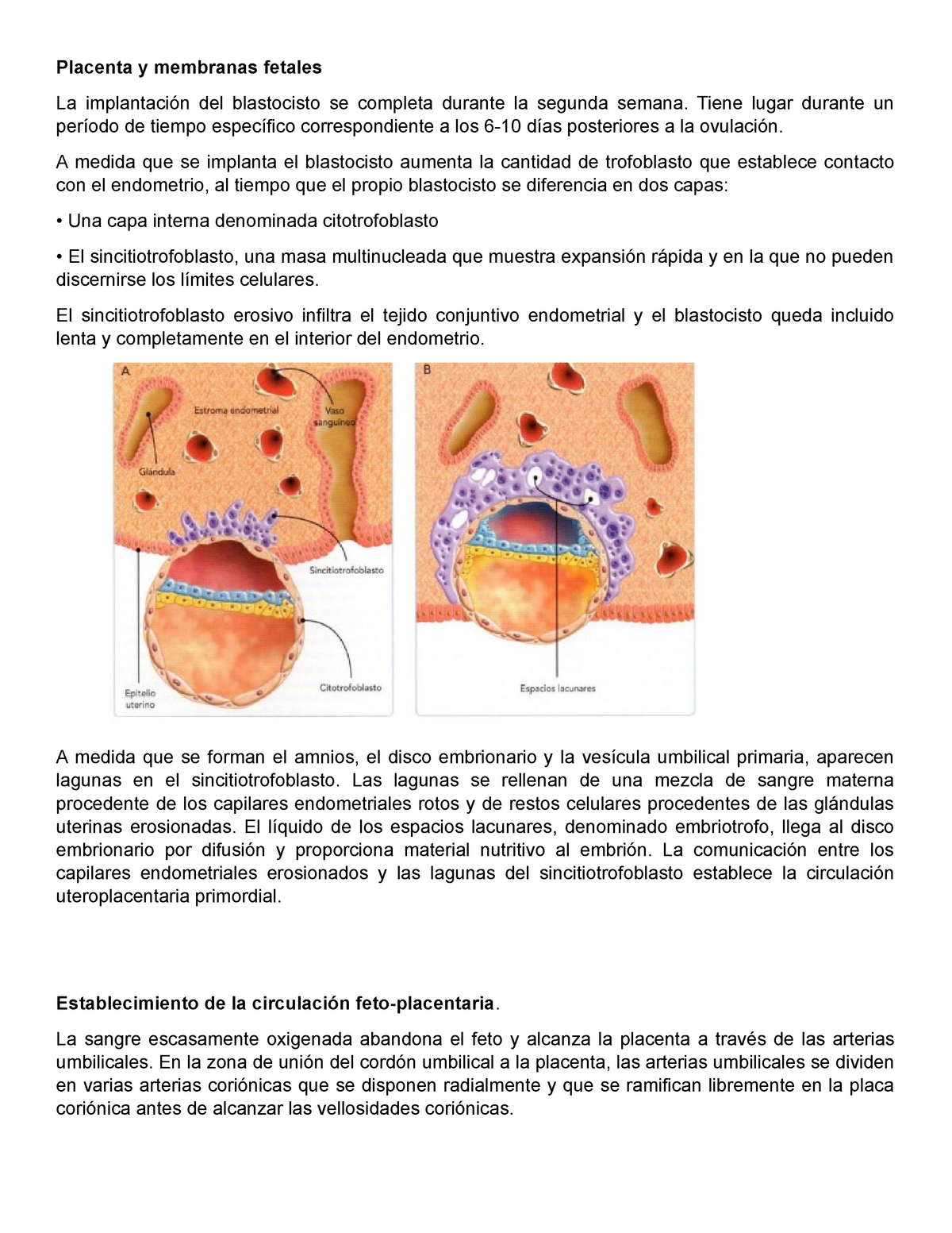 Resumenes Placenta Desarrollo Cambios Fisicos En El Emabarazo