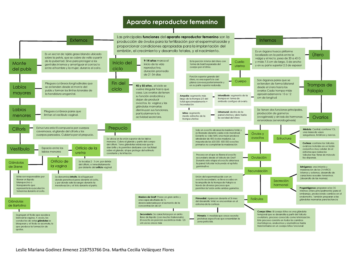 Mapa Conceptual Del Aparato Reproductor Femenino