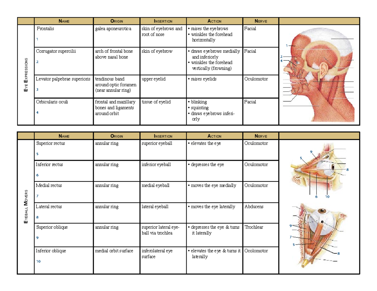 Levator Palpebrae Superioris Origin And Insertion