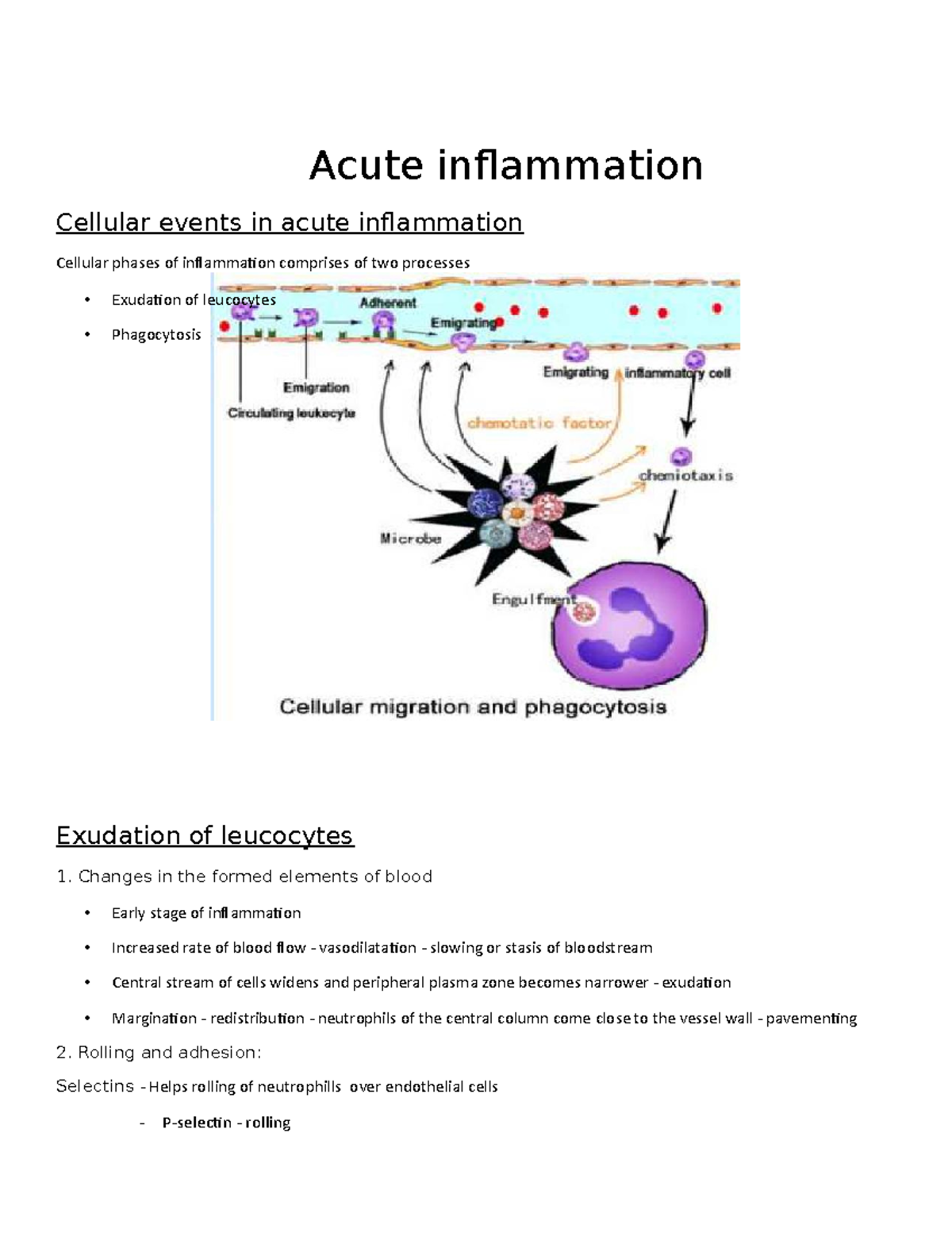 Chapter 19 Inflammation Acute Cellular Events Acute Inflammation