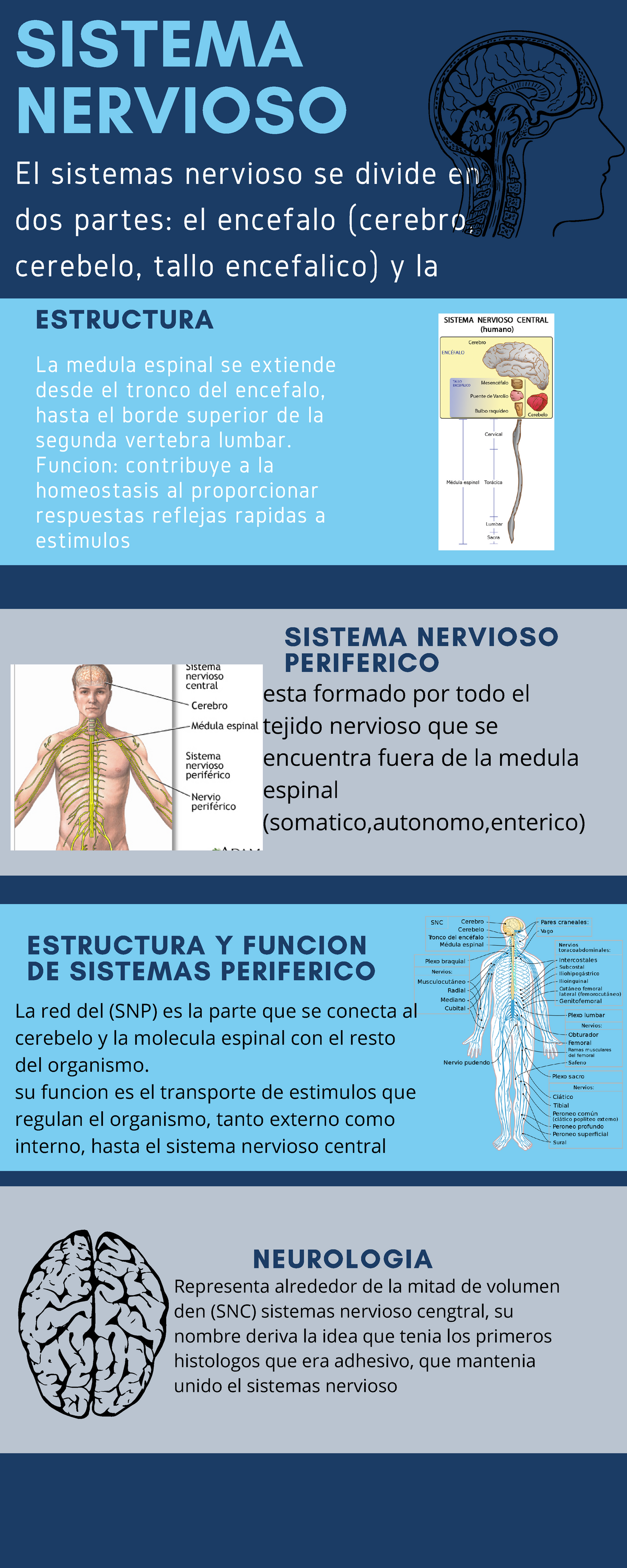 Infografia Del Sistema Nervioso