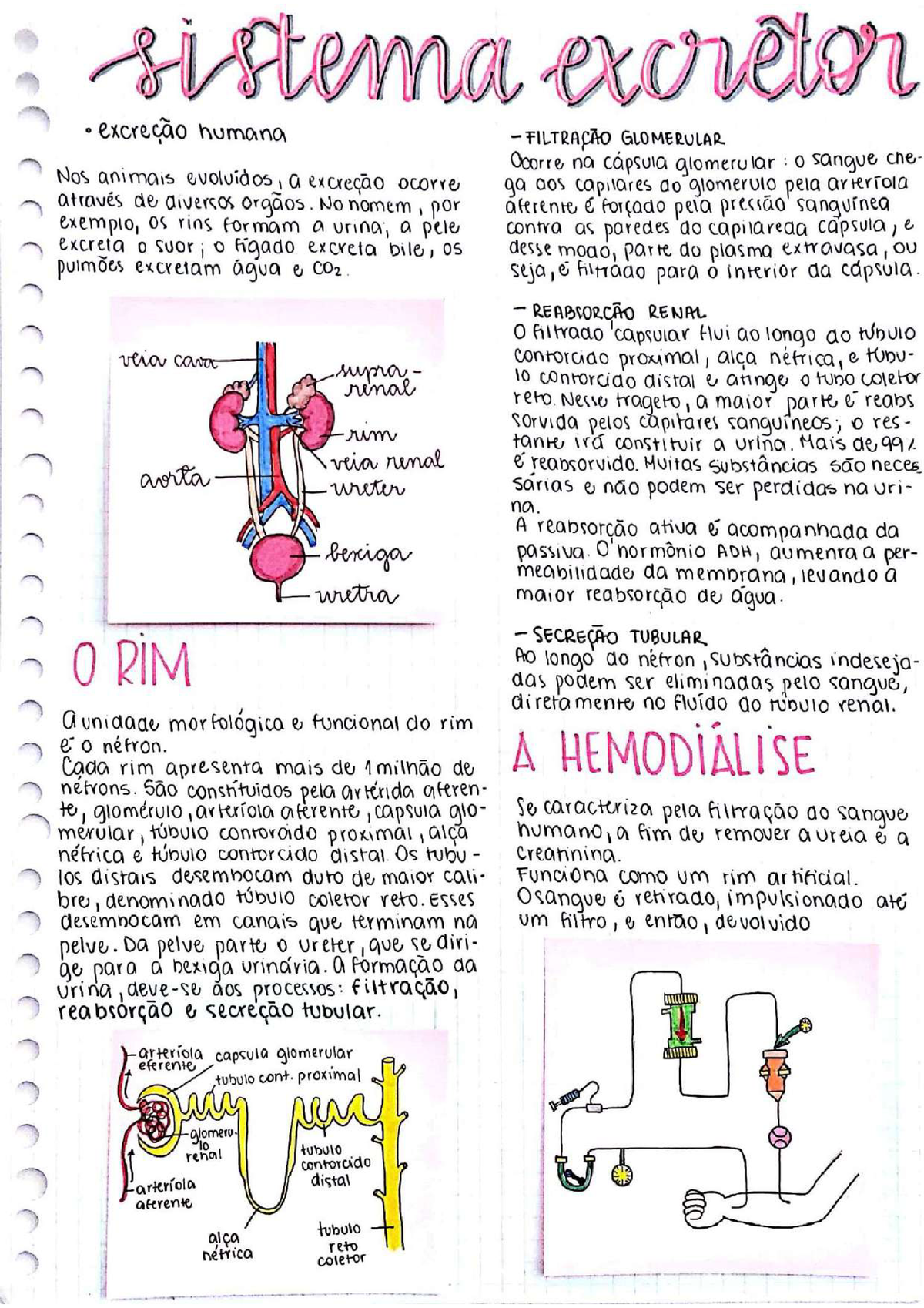 Mapa Mental Sobre Sistema Excretor Study Maps Anatomia 1 Studocu