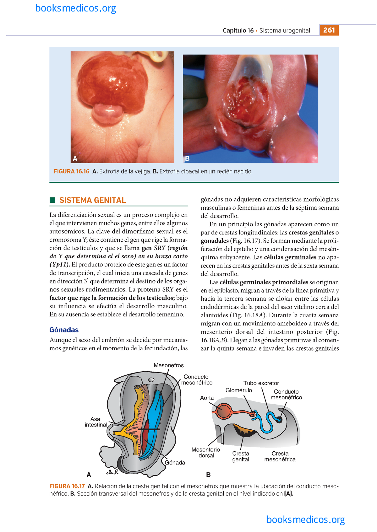 Embriología Genitales Capítulo 16 • Sistema Urogenital 261 N Sistema