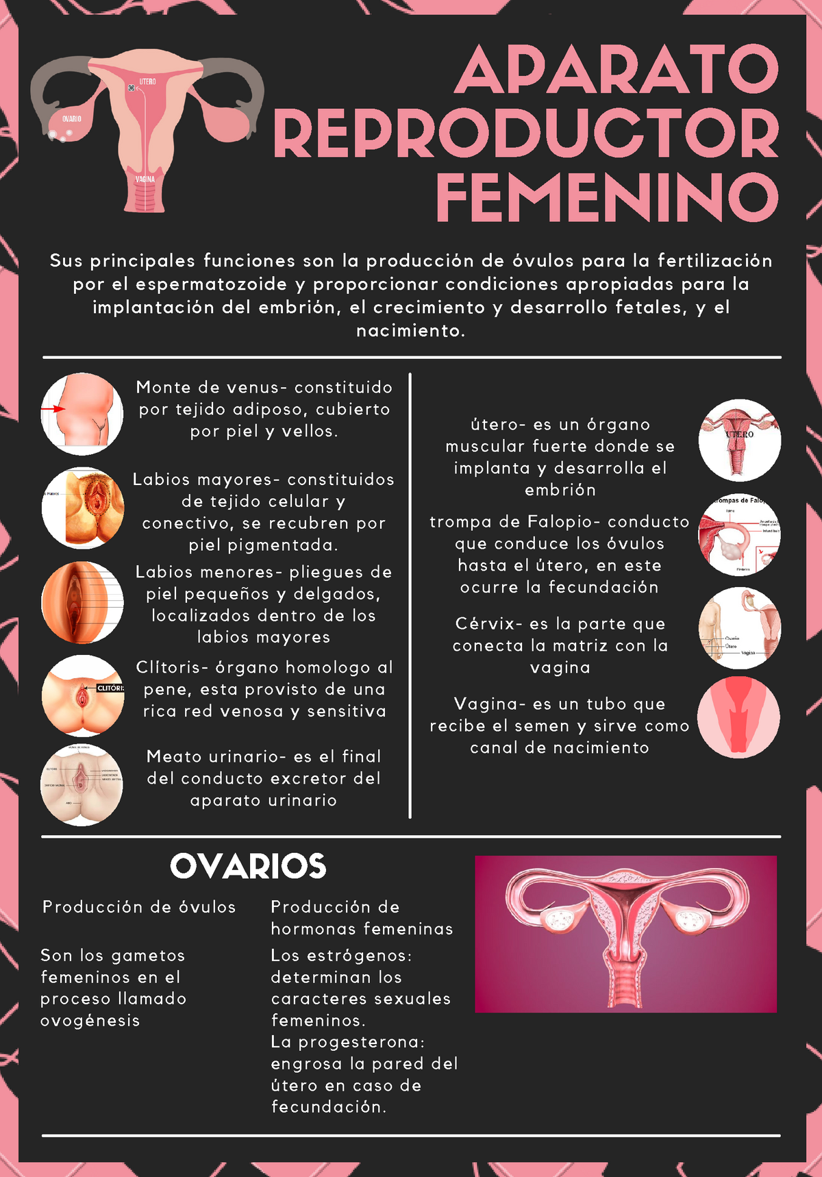 Anatomía Y Fisiología De Los Aparatos Reproductores Masculino Y