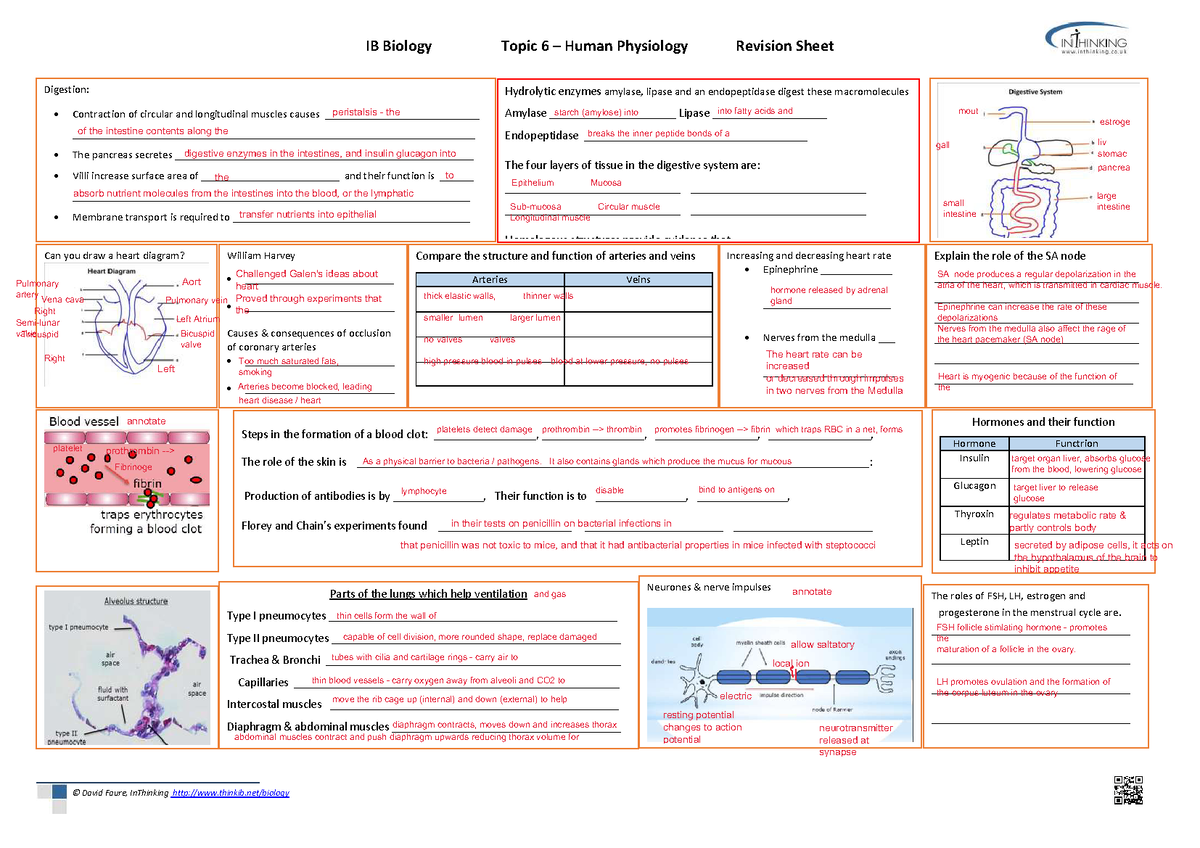 06 Humans A3 Revision Sheet A3formatms Ib Biology Topic 6 Human