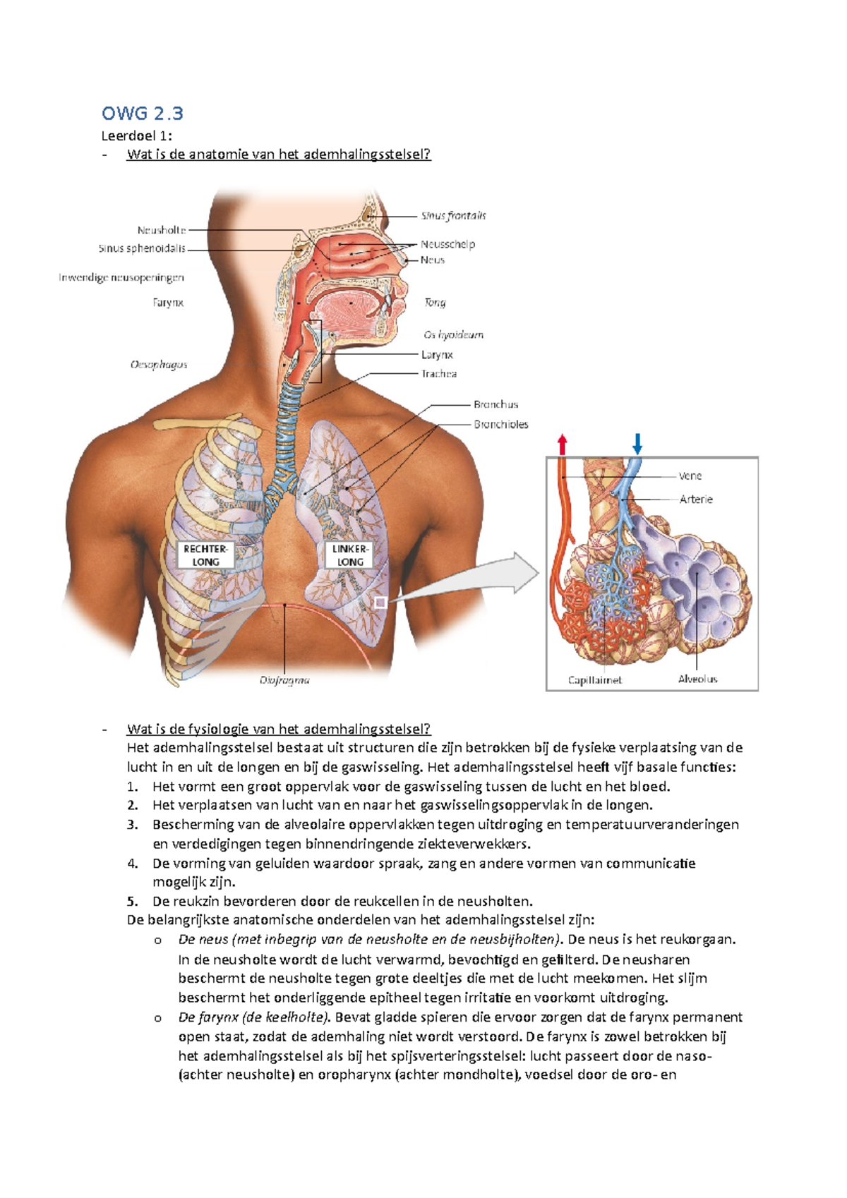 Anatomie En Fysiologie Ademhalingsstelsel