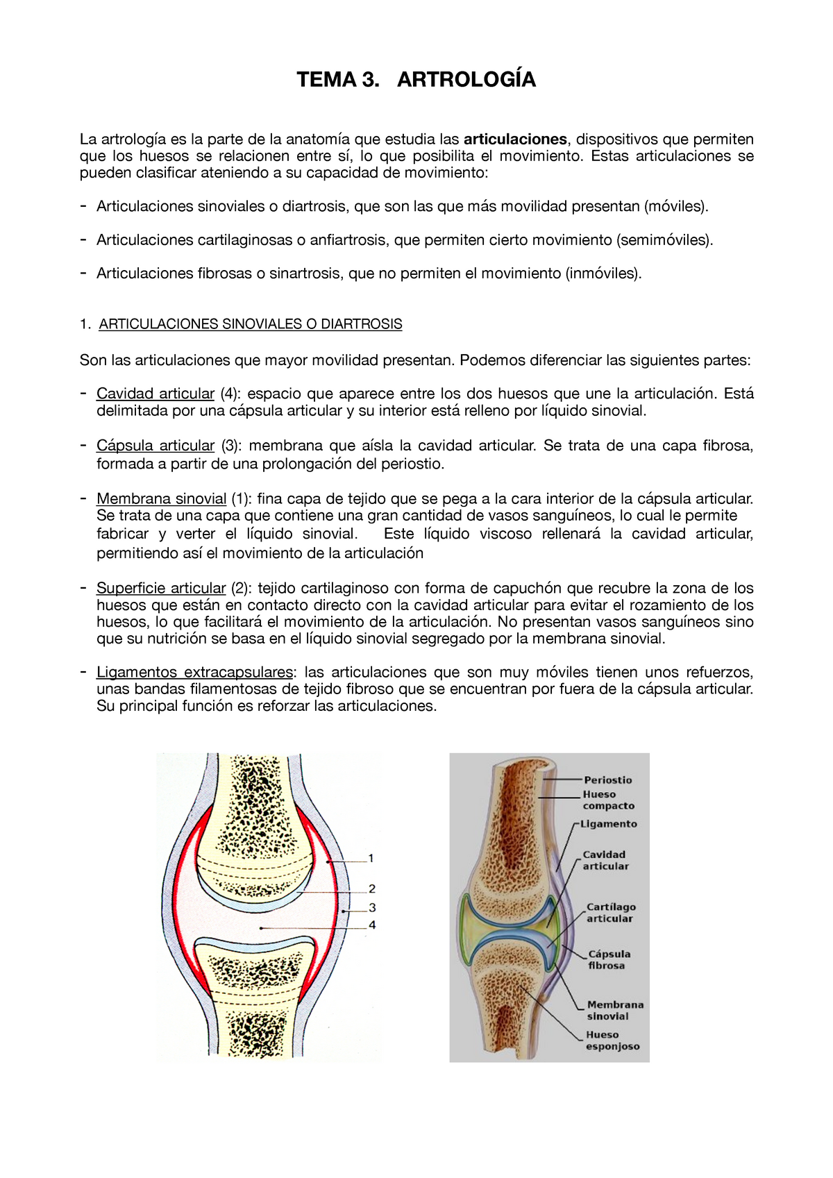 3 Artrología Apuntes 3 La Artrología Es La Parte De La Anatomía Que