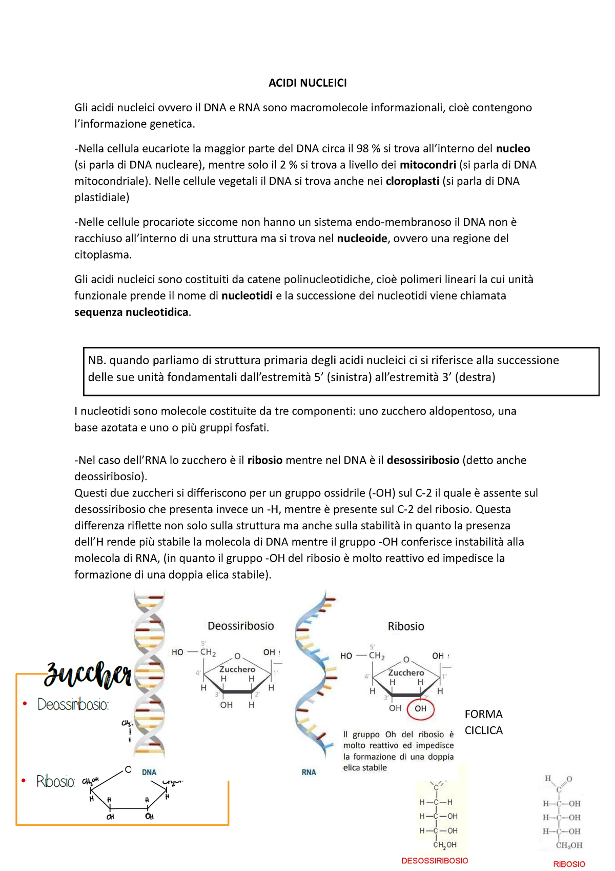 Acidi Nucleici E Dna Acidi Nucleici Gli Acidi Nucleici Ovvero Il Dna