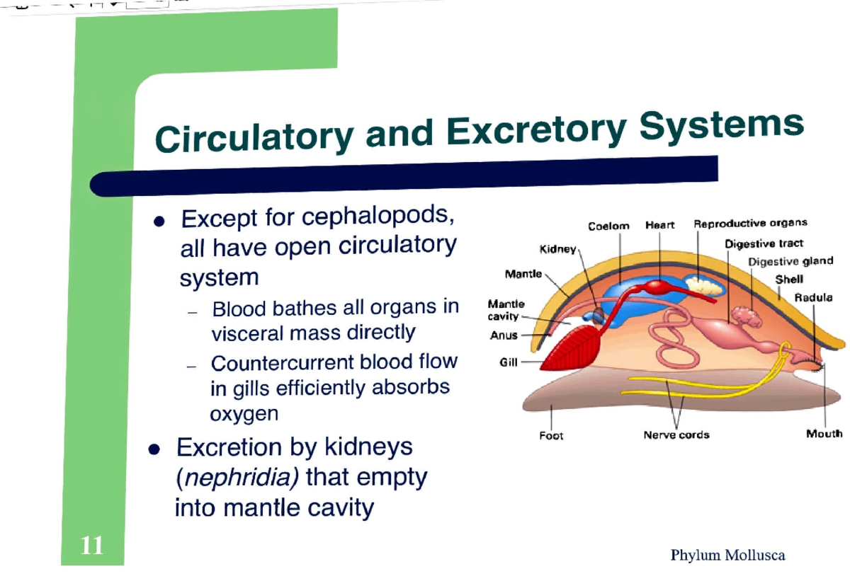 Phylum Mollusca Part 2 Circulatory And Excretory Systems Except For