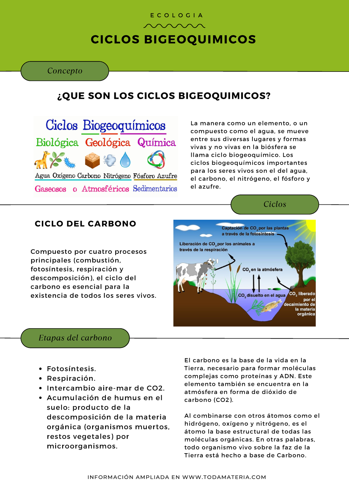 Ciclos Biogeoquímicos Los Ciclos Biogeoquímicos Importantes Para Los