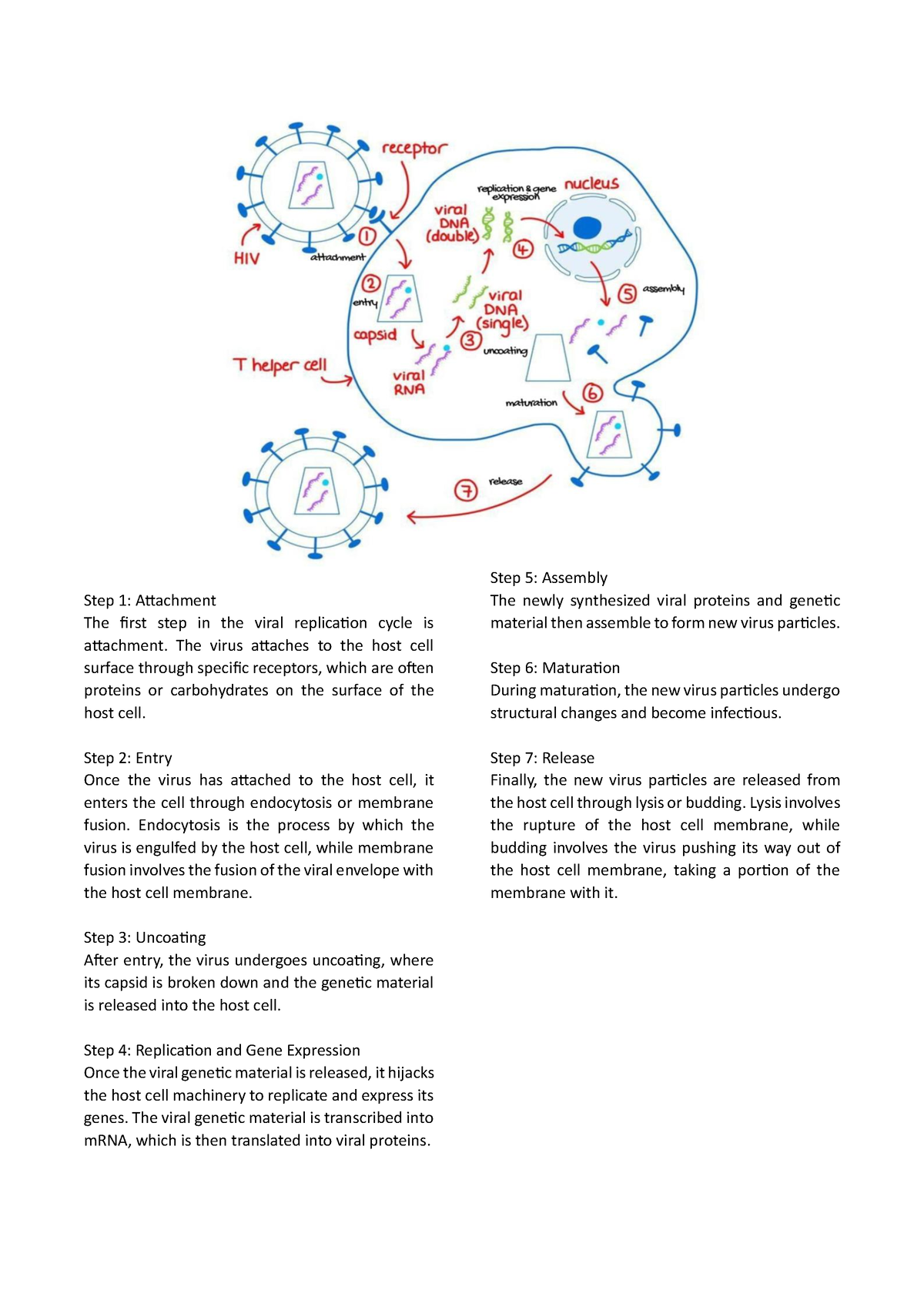 Desalan Viral Replication Cycle Diagram Microbiology And Parasitology