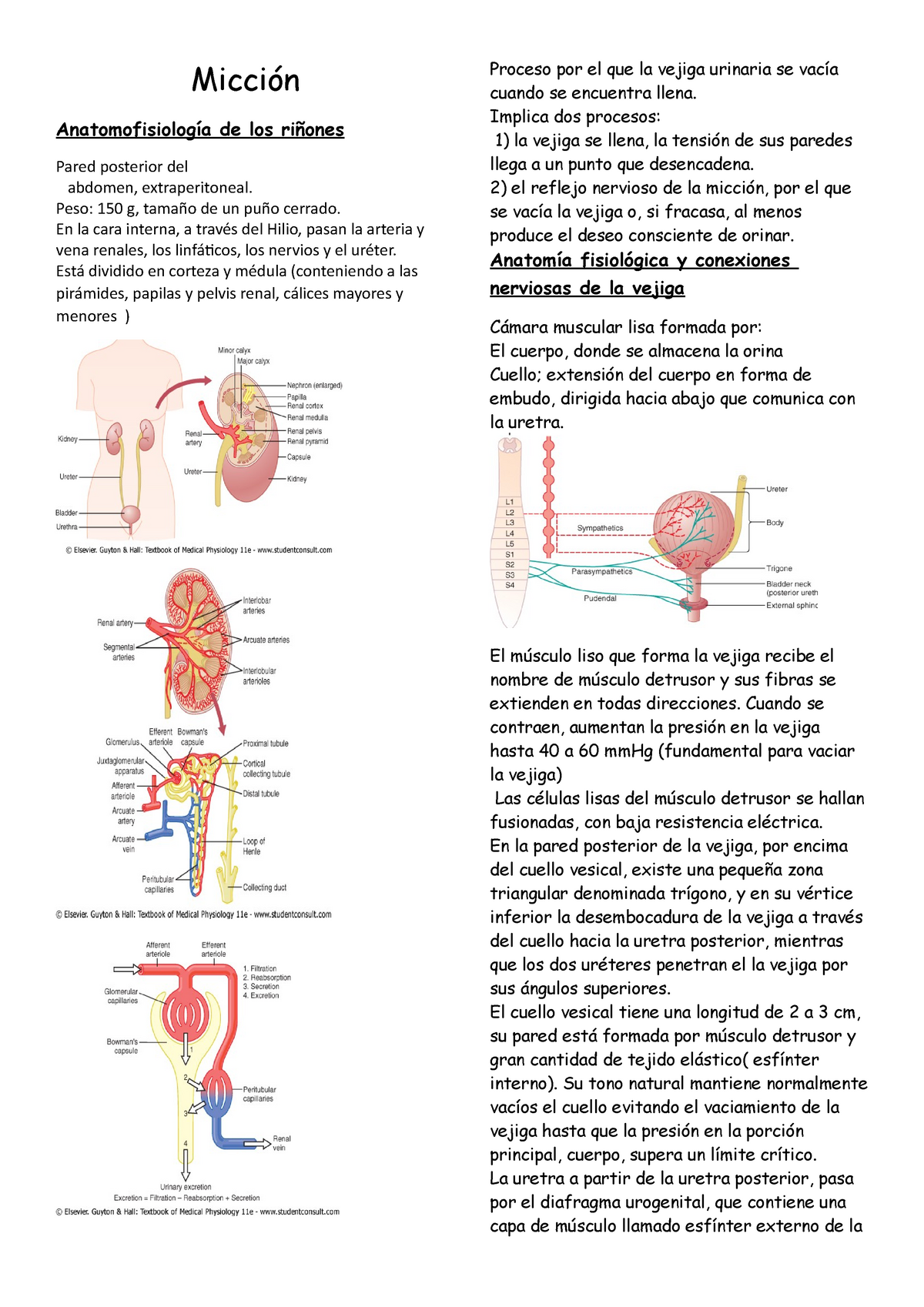 5 Micción Guyton Fisiologia Micción Anatomofisiología De Los Riñones