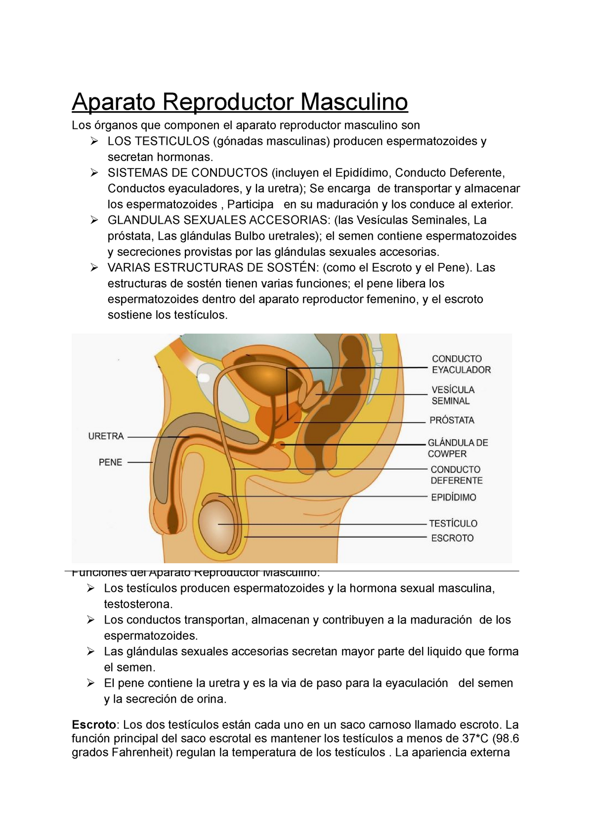 Reproductor Masculino Sistemas De Conductos Incluyen El Epidídimo