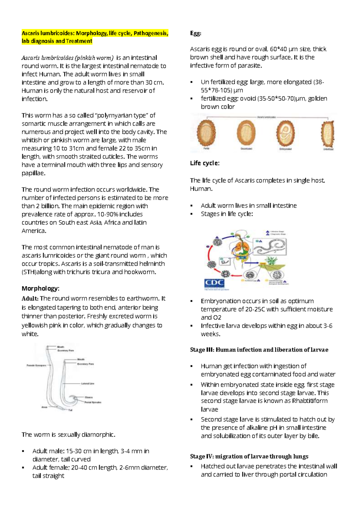 Parasitology Study Notes Ascaris Lumbricoides Morphology Life Cycle