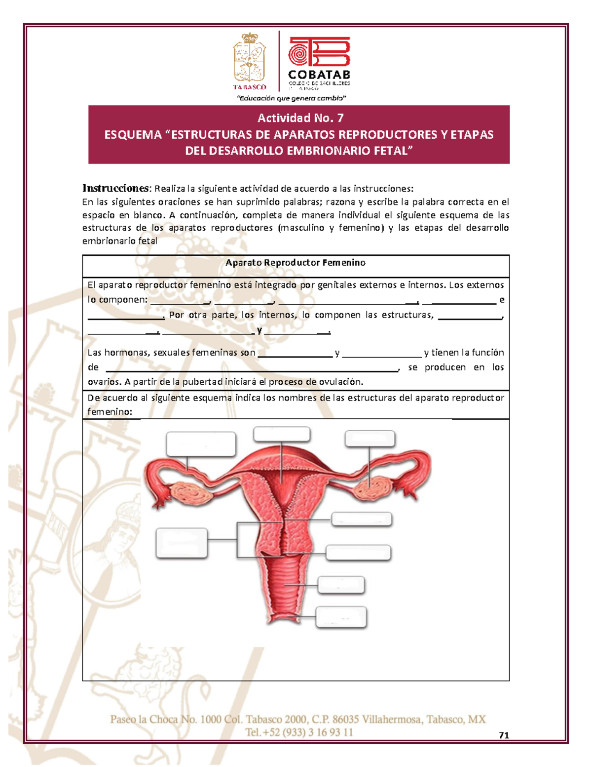 Actividad 7 Estructuras Aparatos Reproductores 71 Instrucciones