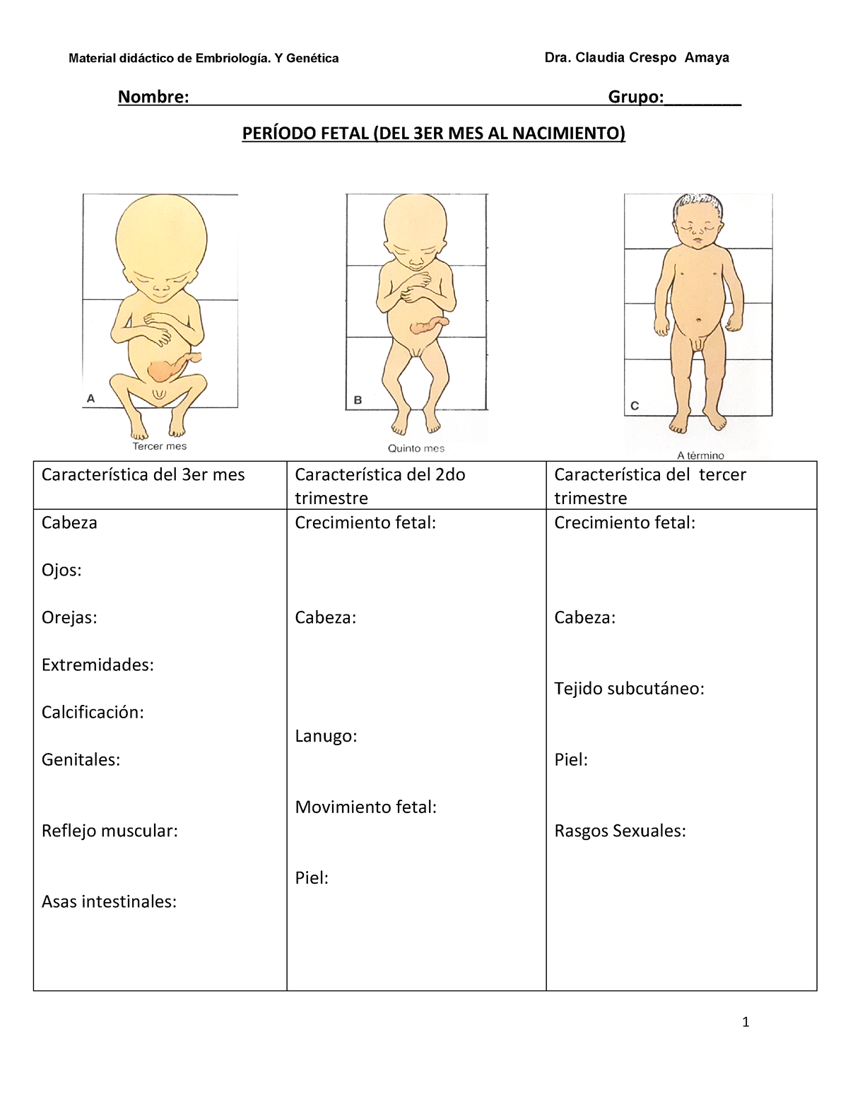 PerÍodo Fetal Del 3er Mes Al Nacimiento Material Didáctico De