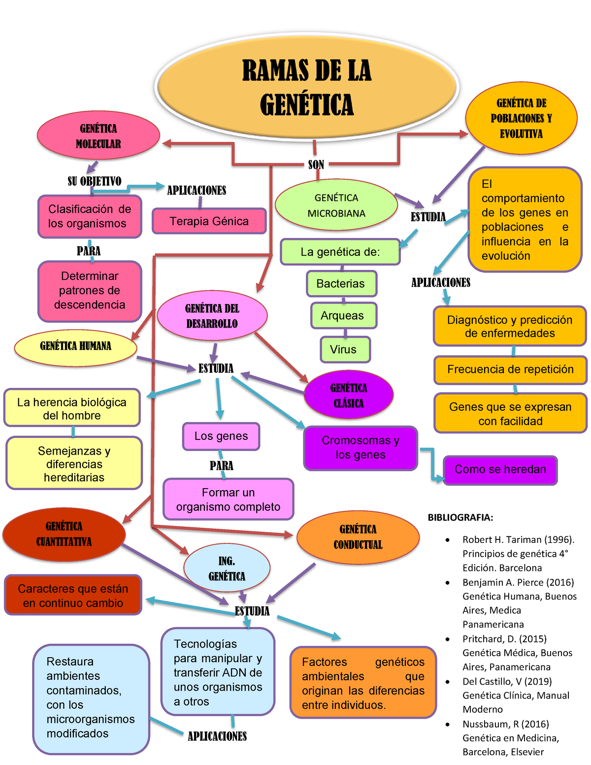 Mapa Conceptual Genética Básica Ramas De La Genética GenÉtica De