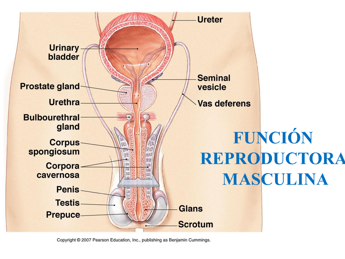 Diapositivas Aparato Reproductor Masculino Figure Semen V