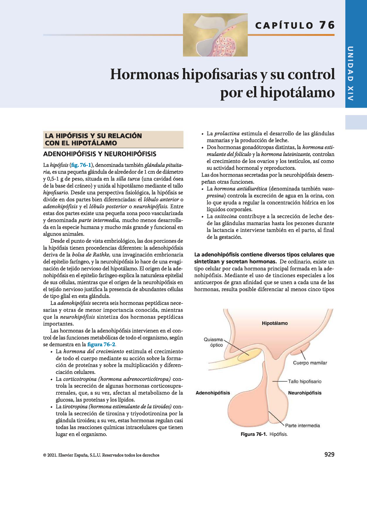 Hormonas Hipofisarias Y El Control Del Hipotalamo 929 U N I D A D X I