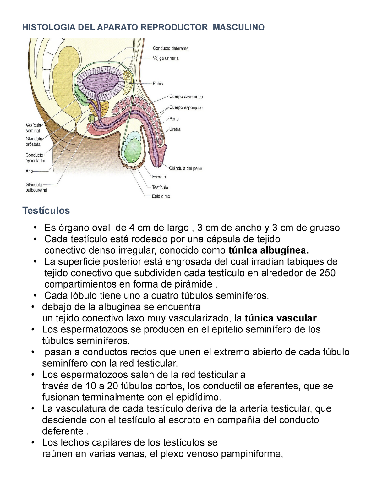 Histologia Del Aparato Reproductor Masculino Histologia Del Aparato