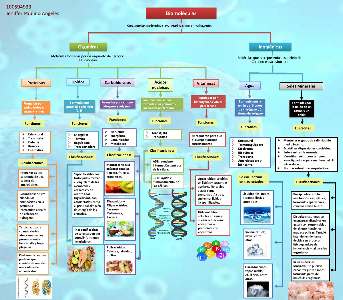 Mapa Conceptual Sobre Las Biomoléculas Biomoléculas Proteínas Lípidos