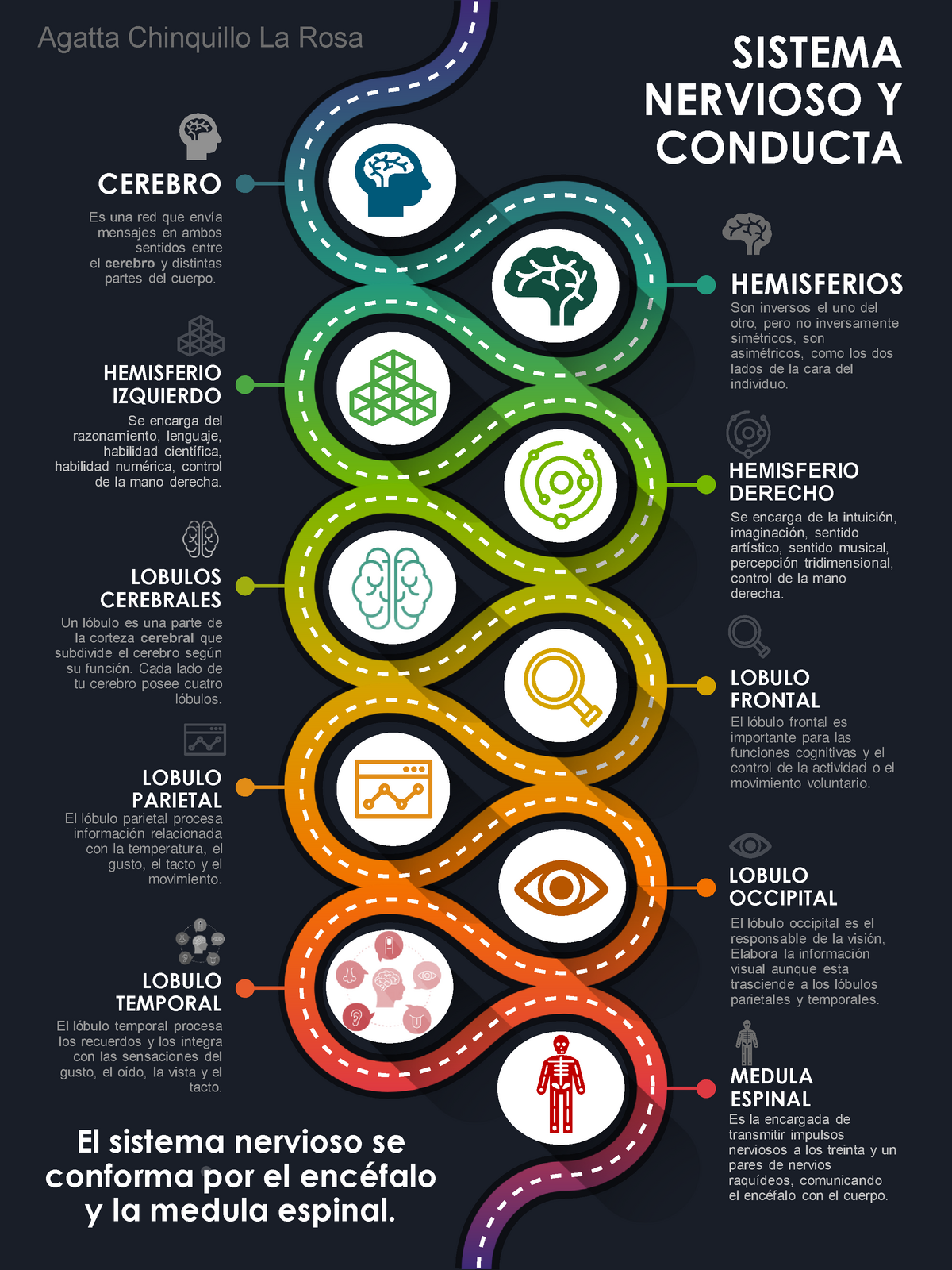 Sistema Nervioso Y Conducta Infografia Individual 2 Sistema