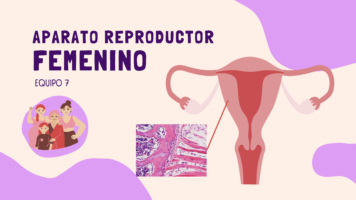 Aparato Reproductor Femenino Histologia Humana Unam Studocu