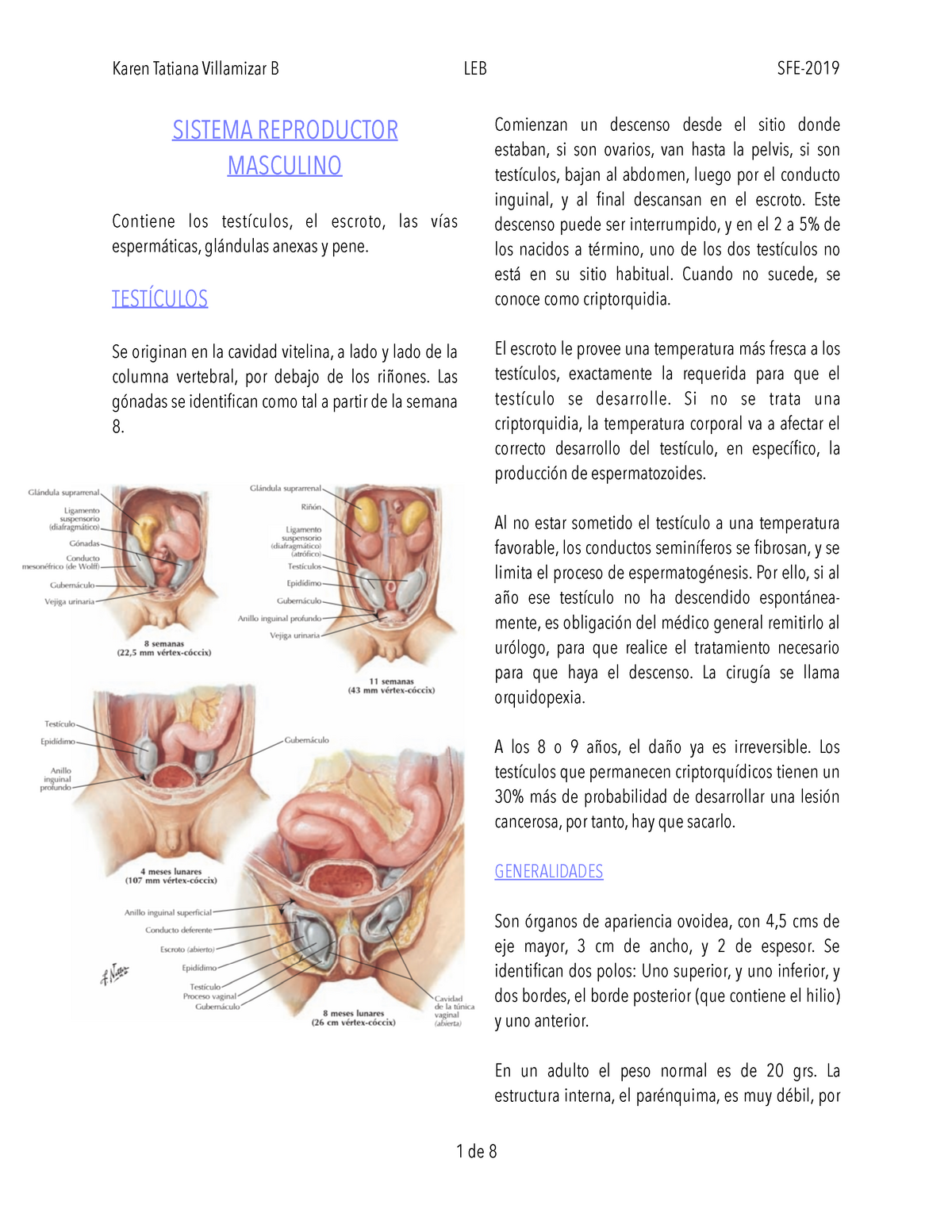 4 Sistema Reproductor Masculino Sistema Reproductor Masculino