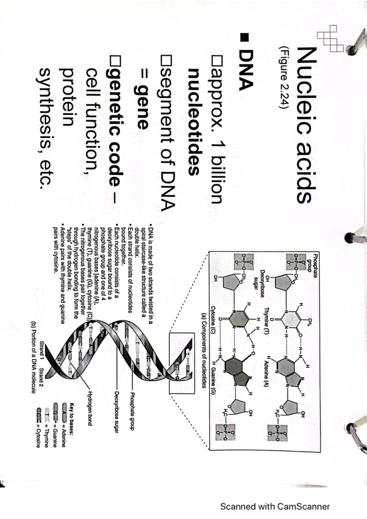 Nucleic Acids Dna And Rna