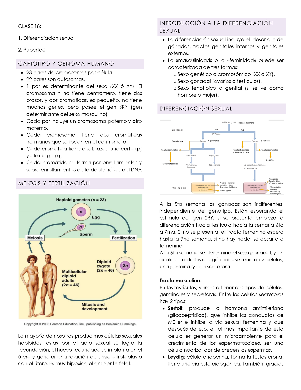 Diferenciación Sexual Y Pubertad Hormonas Sexuales Fisiologia Ii