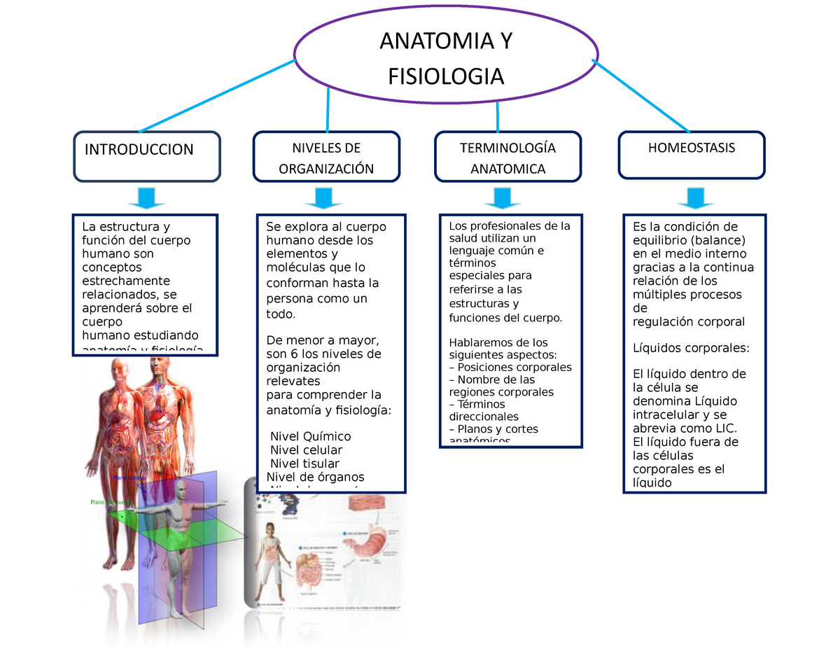 Mapa Mental De Anatomia