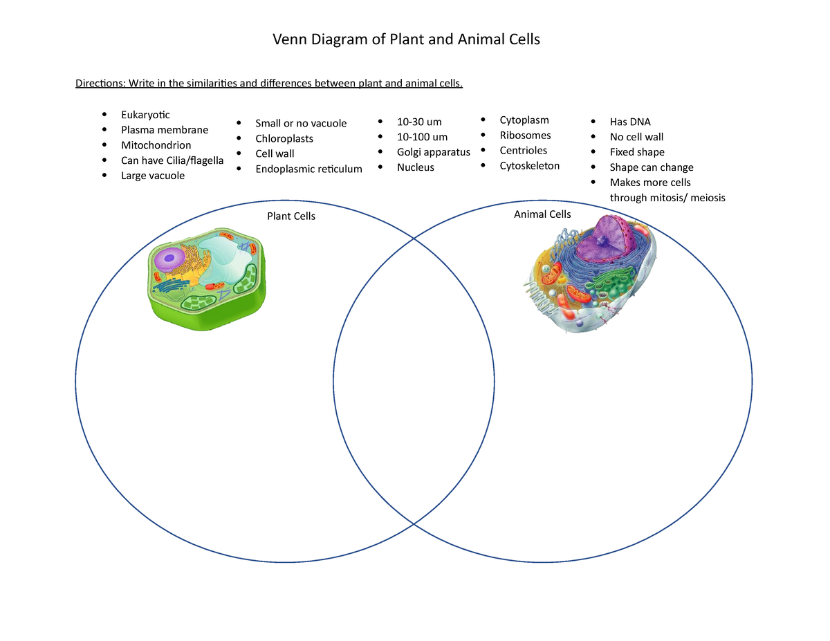 Plant Cell And Animal Cell Venn Diagram