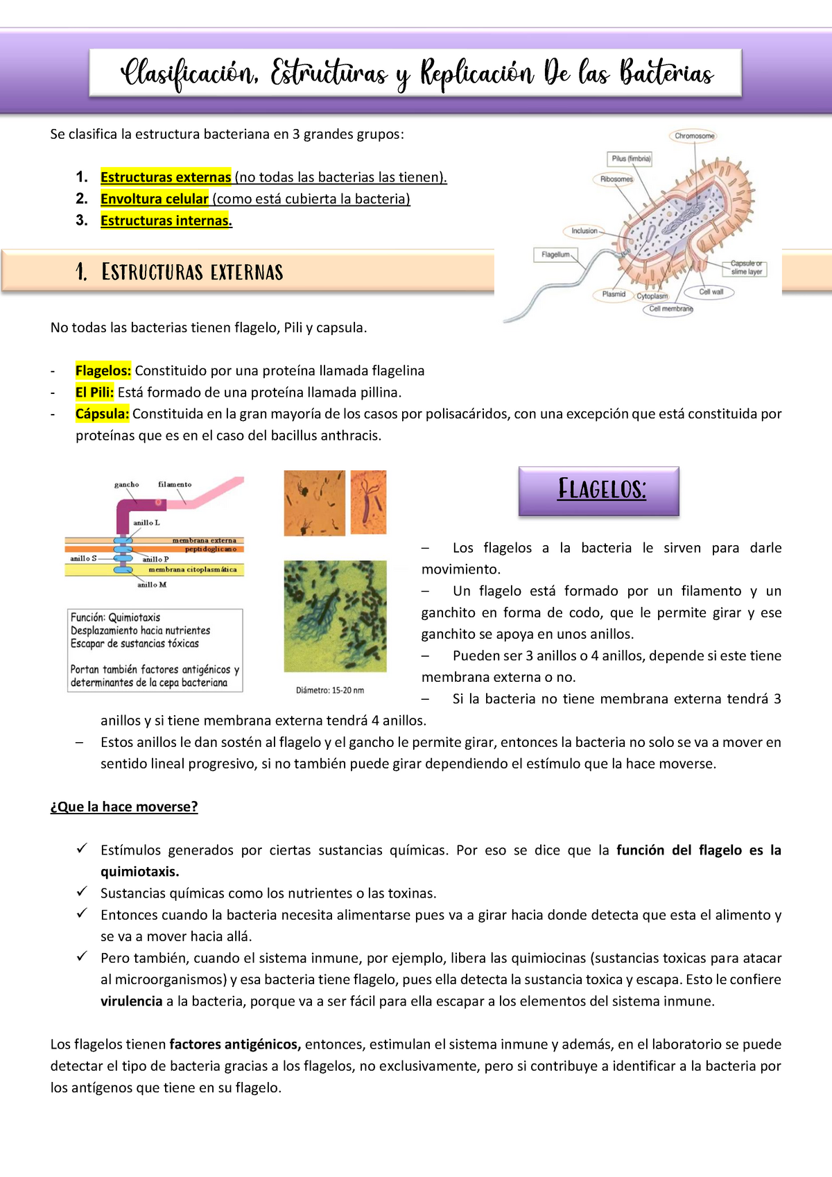 Clasificacion Estructura Y Replicacion De Las Bacterias Clase