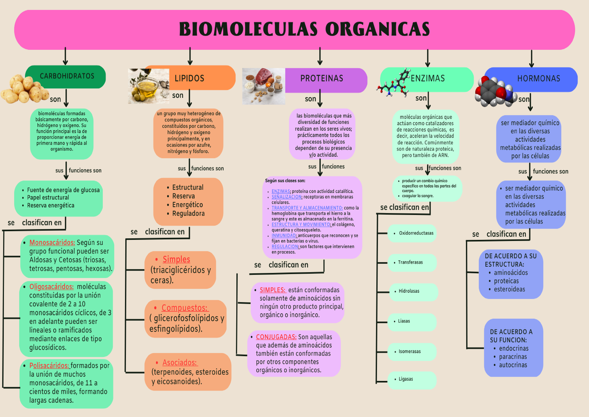 Mapa Conceptual De Biomoléculas Orgánicas Biología Celular Y