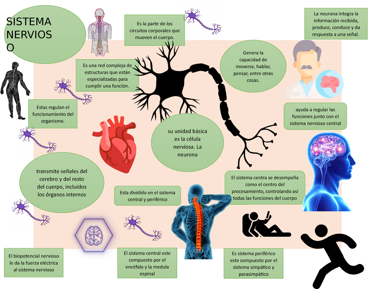 Mapa Mental Sistema Nervioso La Neurona Integra La Informaci N The My