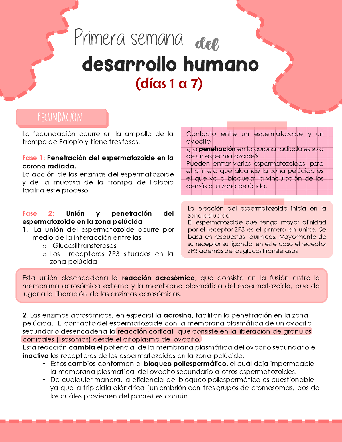 Primera Semana Del Desarrollo Humano Primera Semana Del Desarrollo