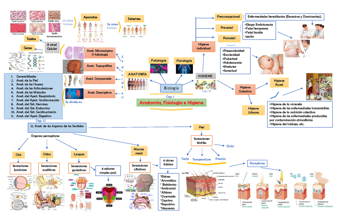 Mapa Mental De Anatomia Fisiología E Higiene Anatomía Fisiología E