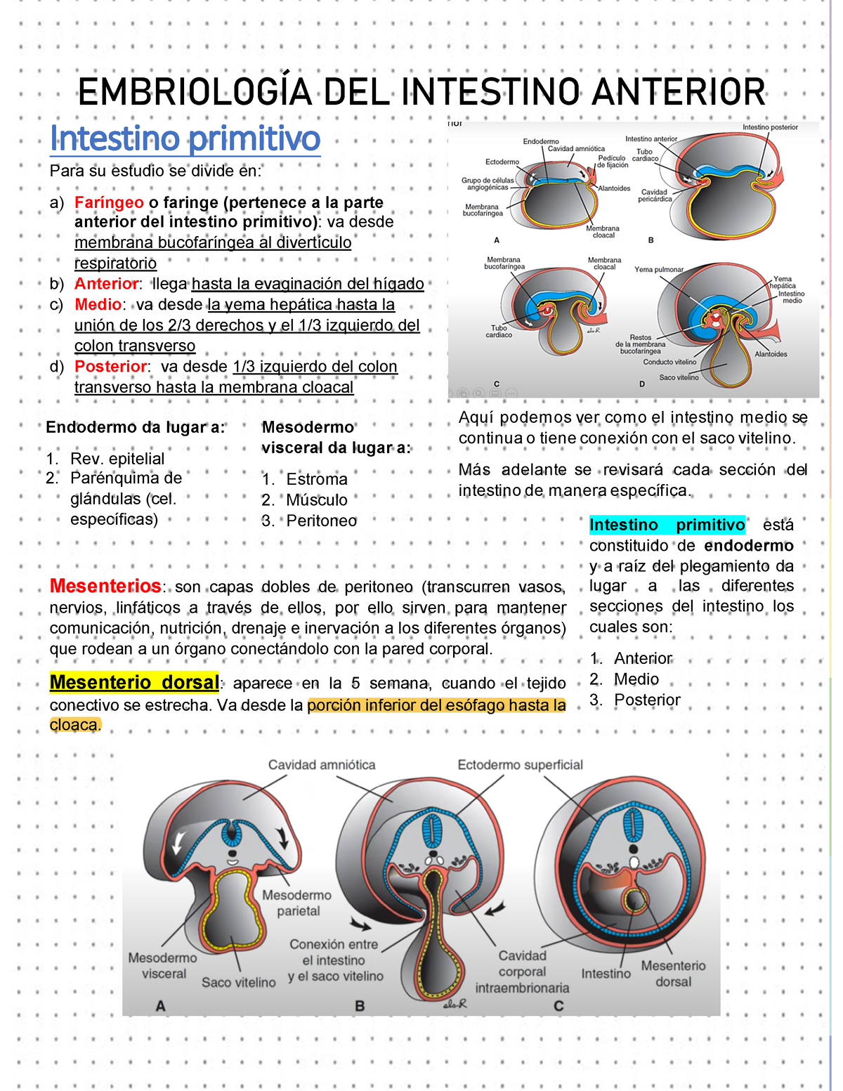 9 Embriología Intestino Anterior EmbriologÍa Del Intestino Anterior