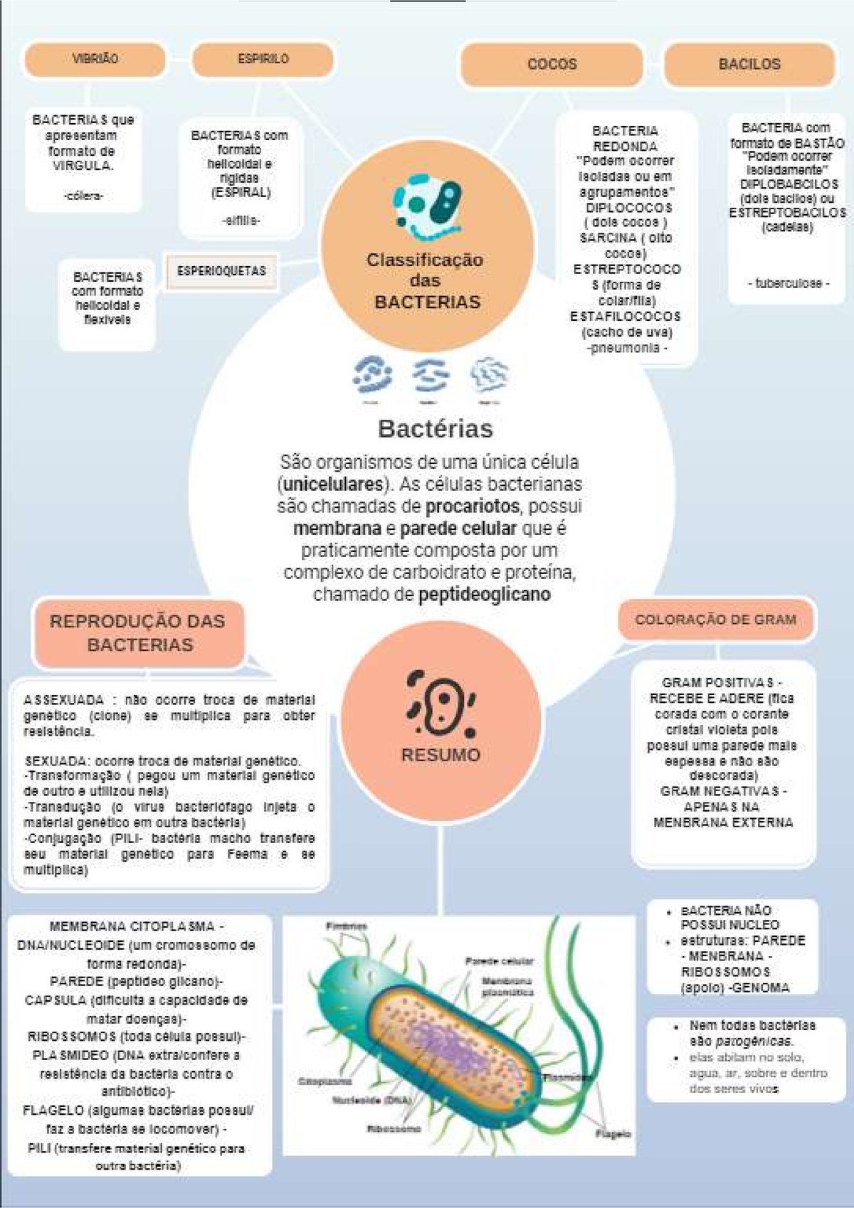 Mapa Atualizado Mapa Mental Bactérias Resumido Bacteriologia