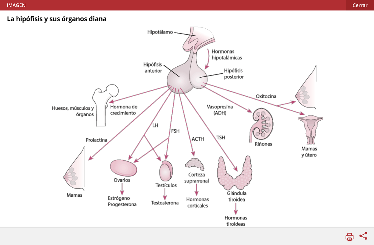 Introducción A La Hipófisis Trastornos Hormonales Y Metabólicos