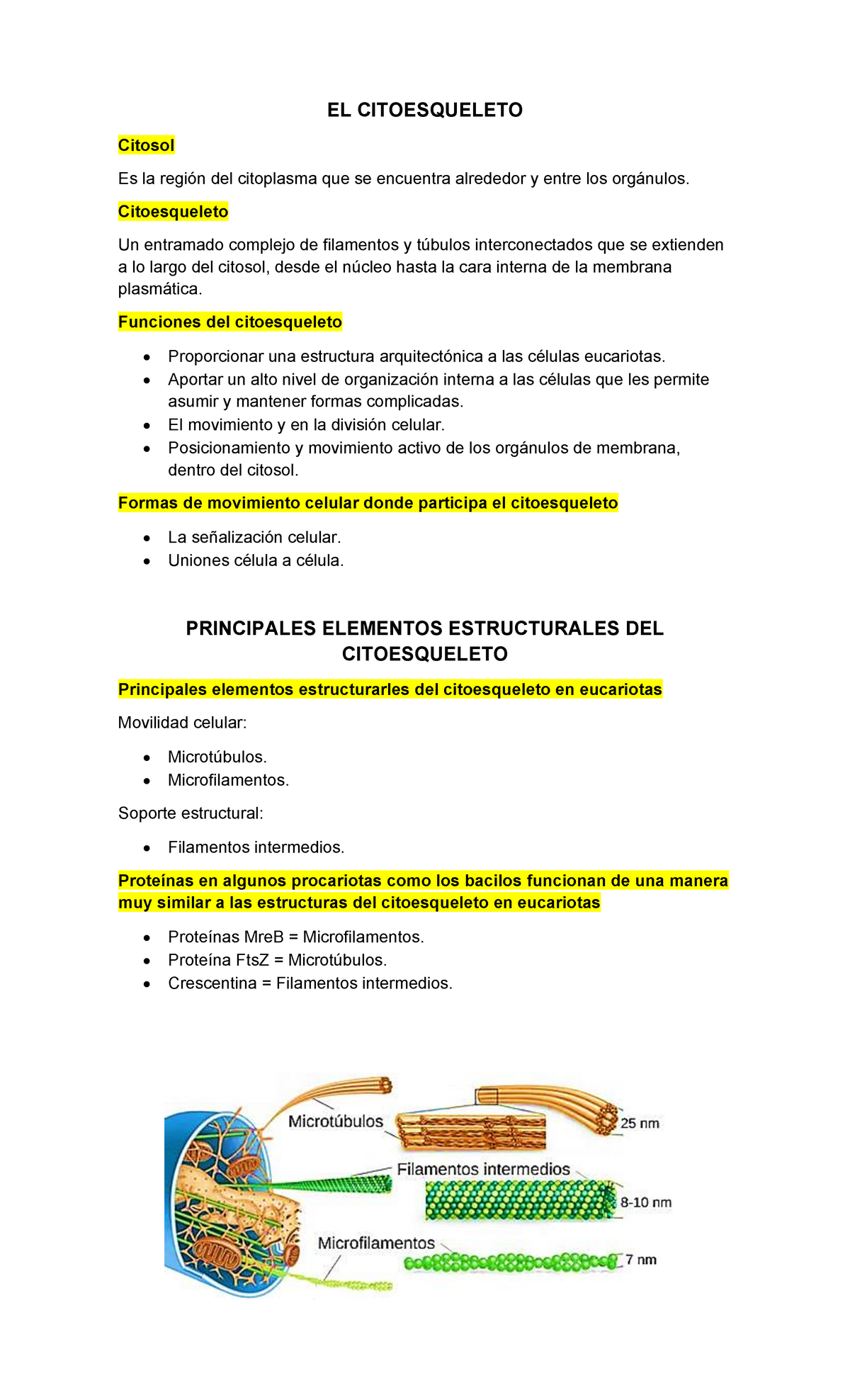 El Citoesqueleto El Citoesqueleto Citosol Es La Región Del Citoplasma