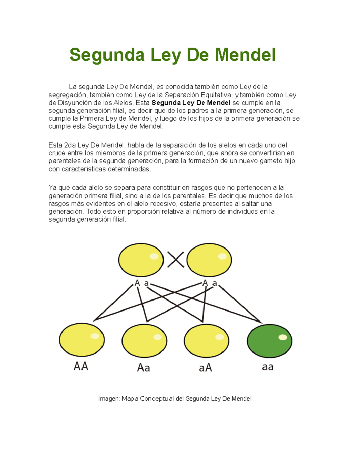 Arriba 61 Imagen Que Es Segunda Ley De Mendel Abzlocalmx