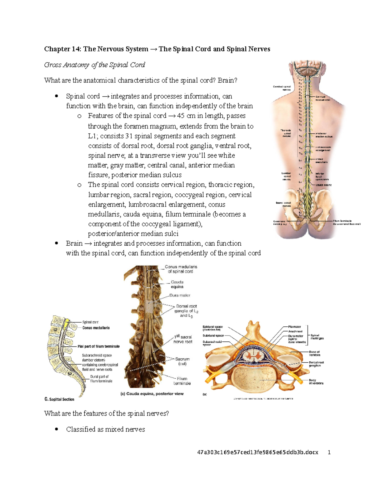 Bio 121 Ch 14 Spinal Cord And Nerves Chapter 14 The Nervous System →