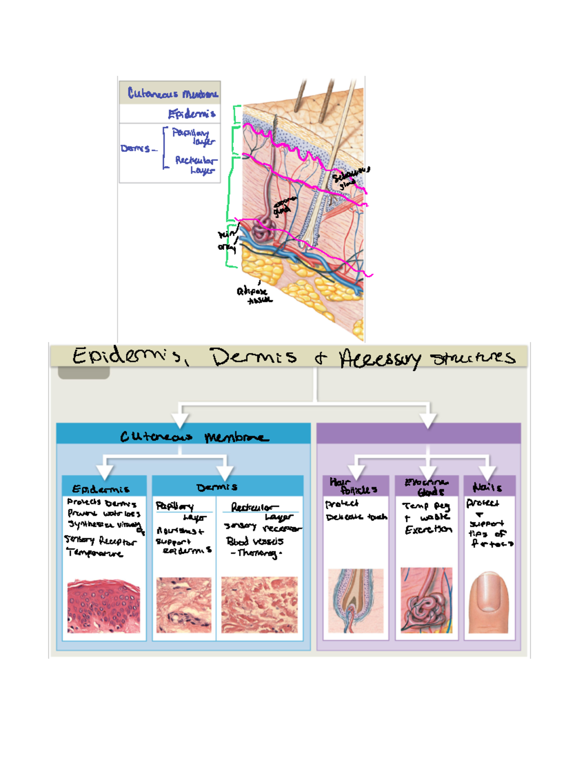 Unit 2 Quiz Study Sheet Cutaneousmembrane Epidermis Dermis Mike Fi M