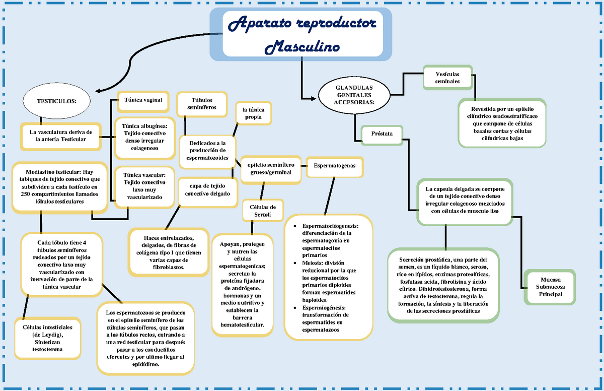 Mapa Conceptual Sistema Reproductor Masculino La Vasculatura Deriva