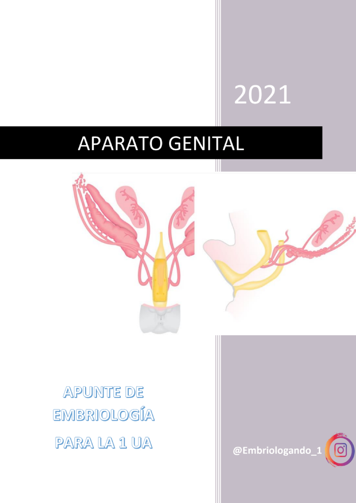 Aparato Genital Resumen Genito Urinario Histología Biología